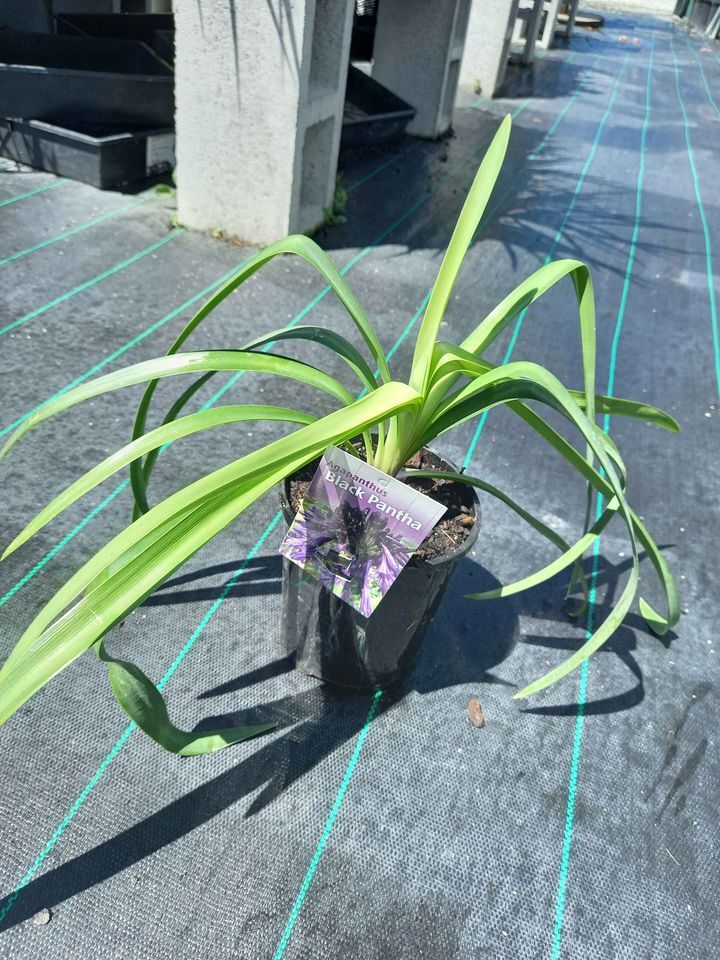 Black Panther Agapanthus in 140mm Pot | Canberra Nursery & Garden Centre