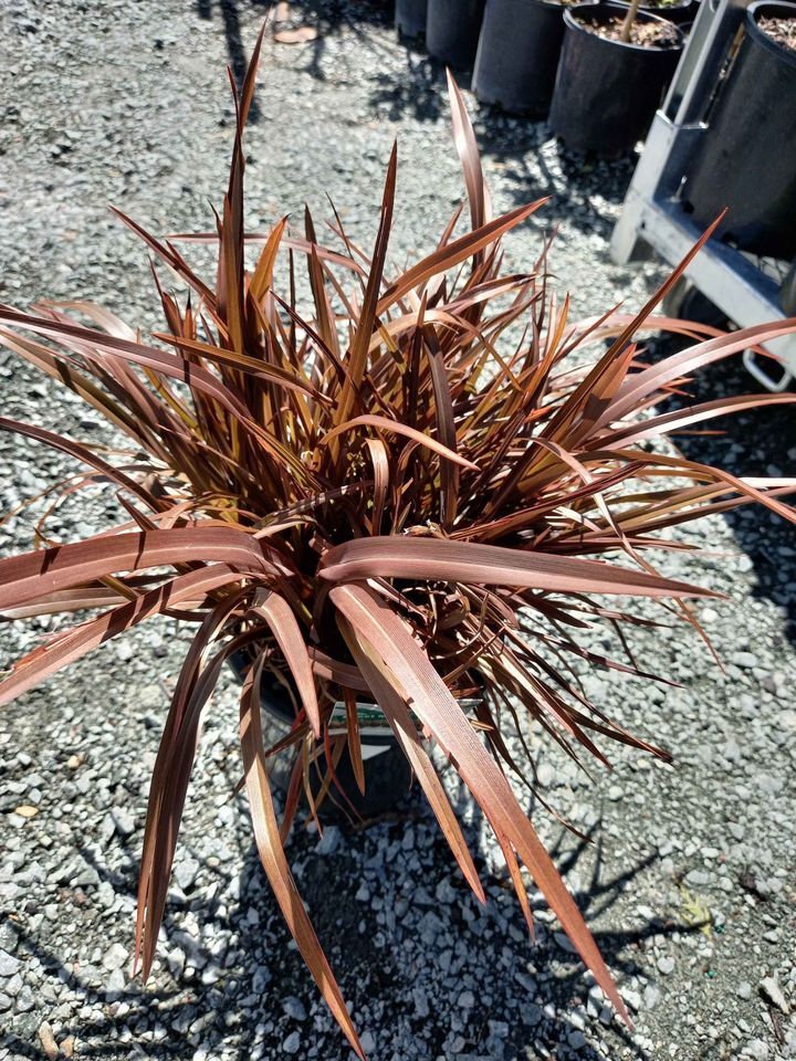 Sweet Mist Phormium in 180mm pot | Canberra Nursery & Garden Centre