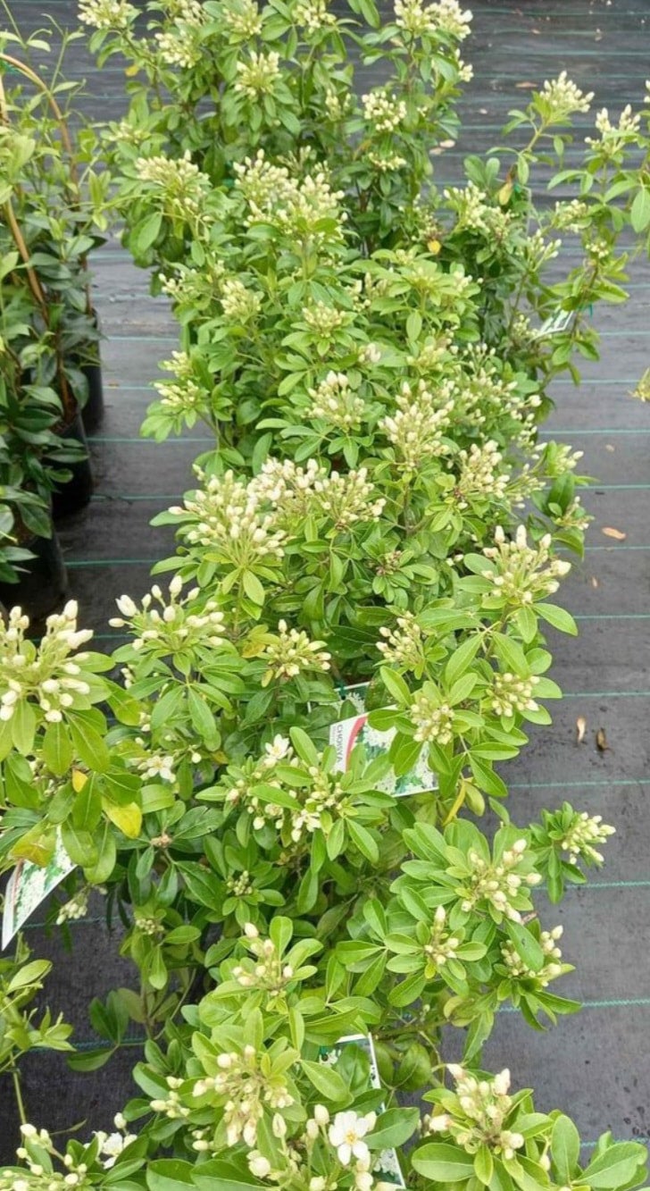 Choisya in 200mm pot | Canberra Nursery & Garden Centre