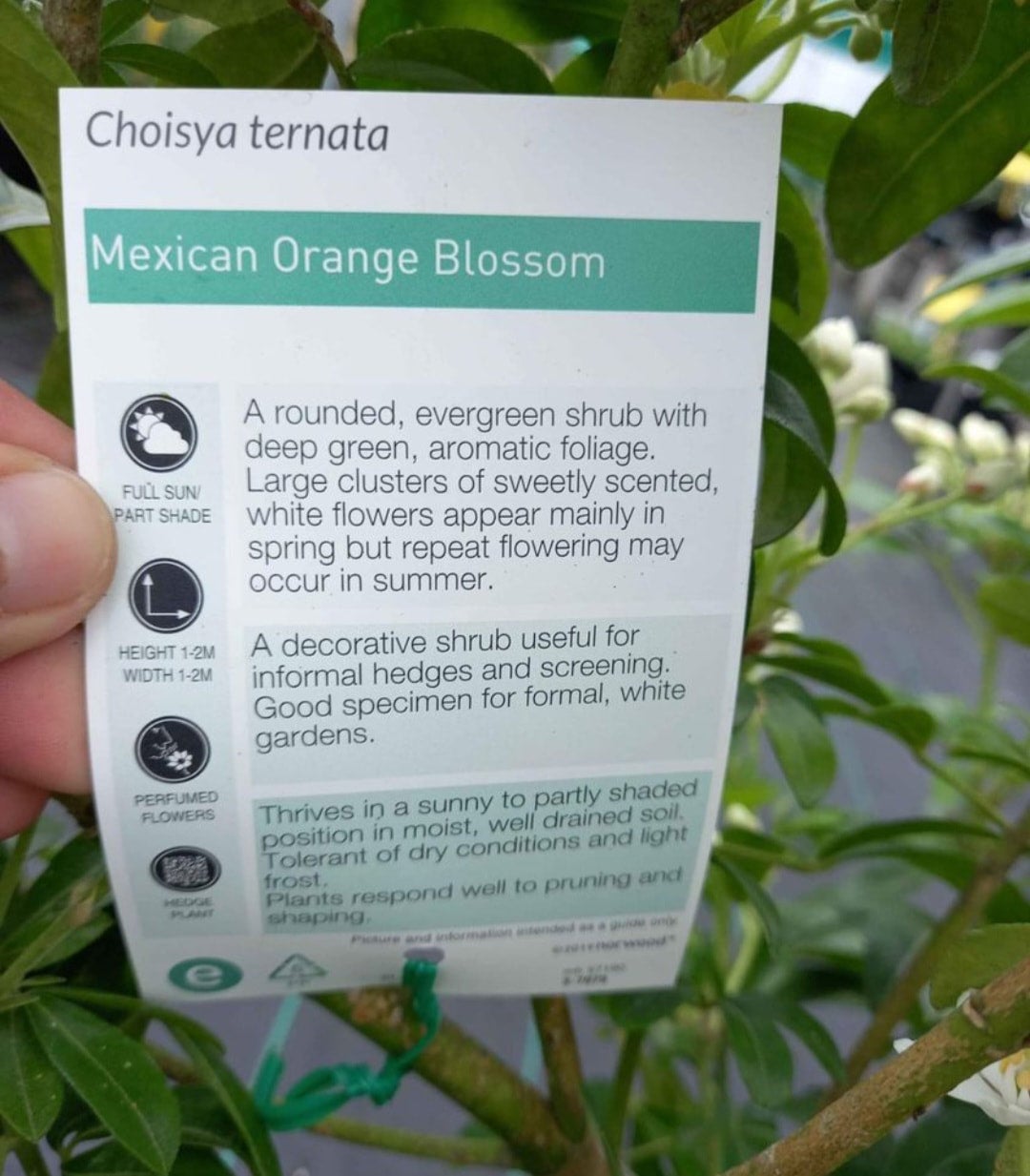 Choisya in 200mm pot | Canberra Nursery & Garden Centre