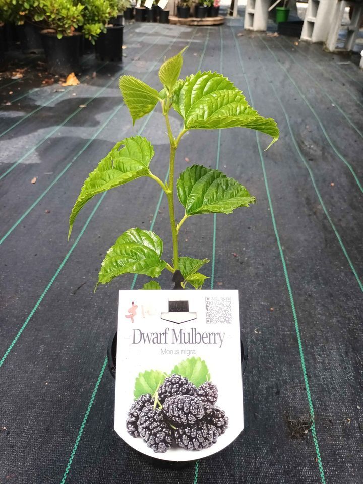 Dwarf Black Mulberry in 140mm Pot | Canberra Nursery & Garden Centre