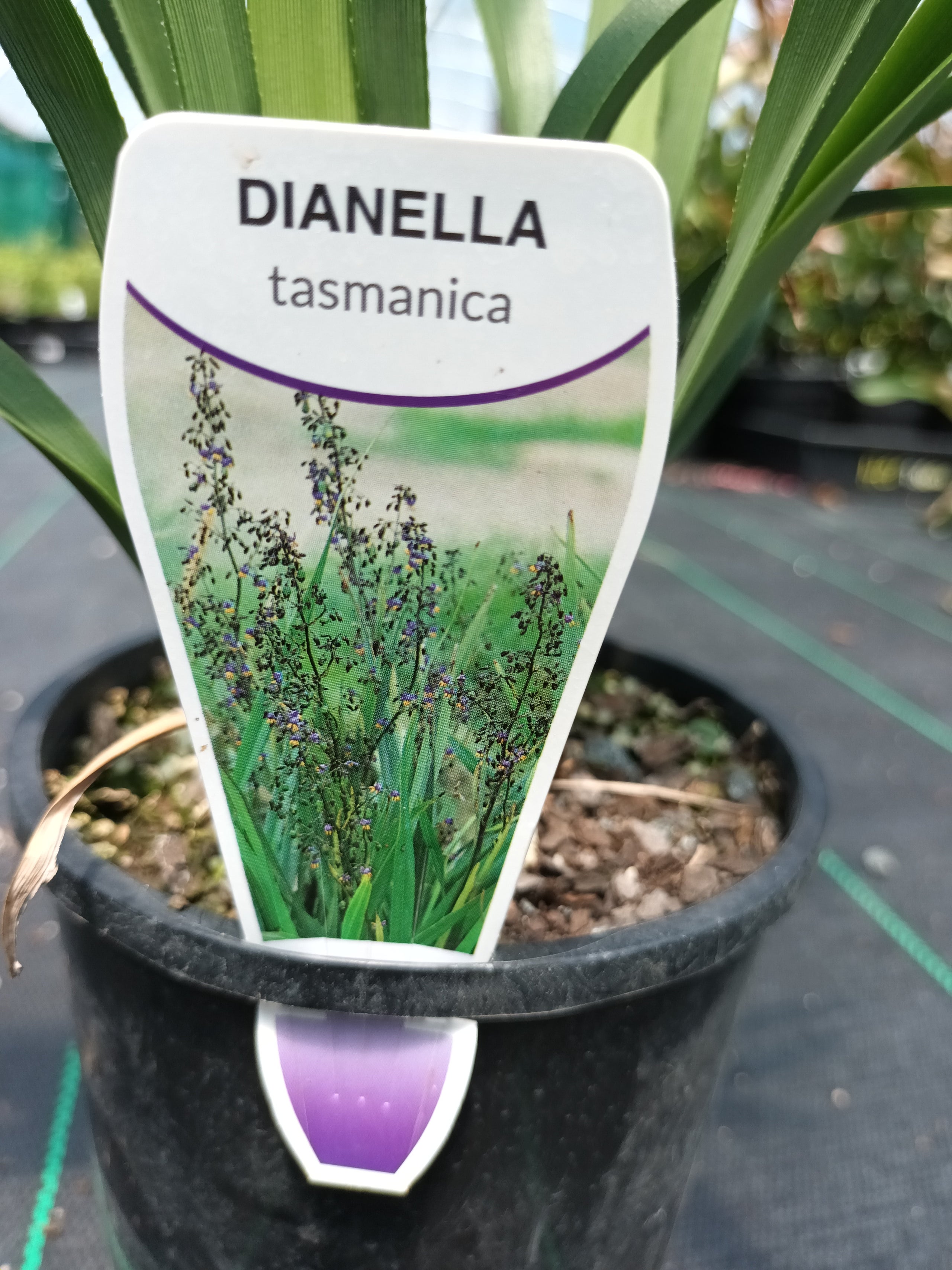 Dianella Tasmanica (Native) in 140mm Pot | Canberra Nursery & Garden Centre