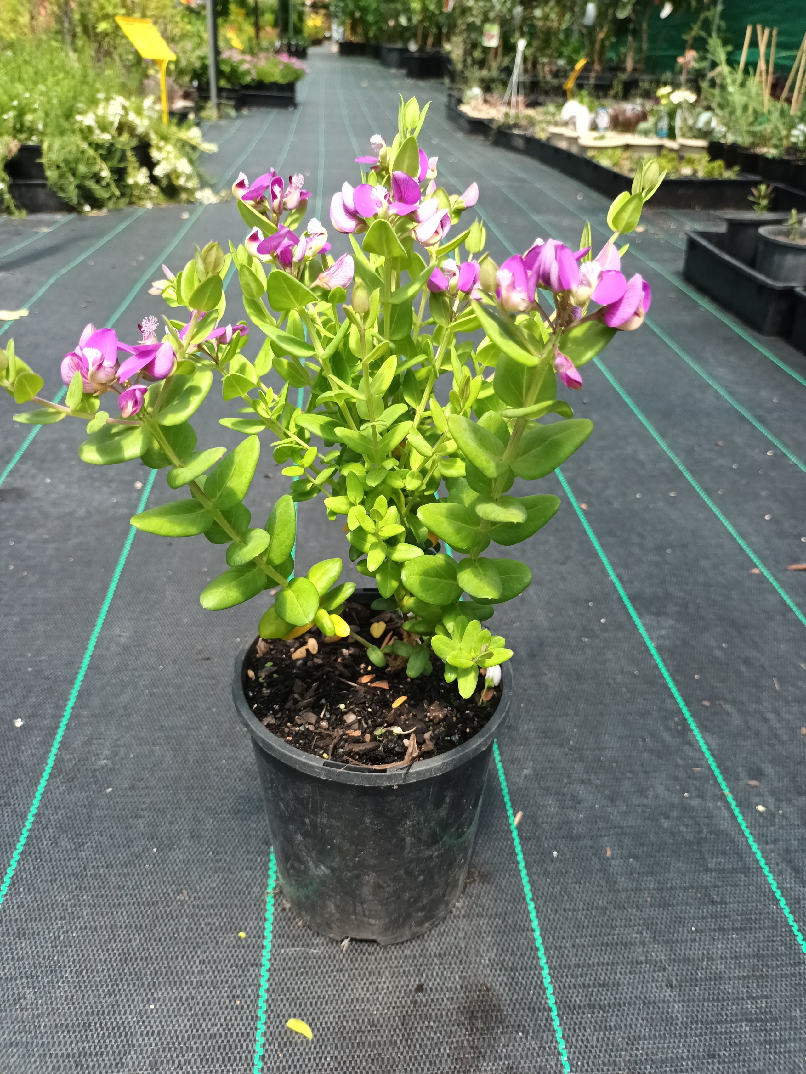 Polygala in 140mm Pot | Canberra Nursery & Garden Centre