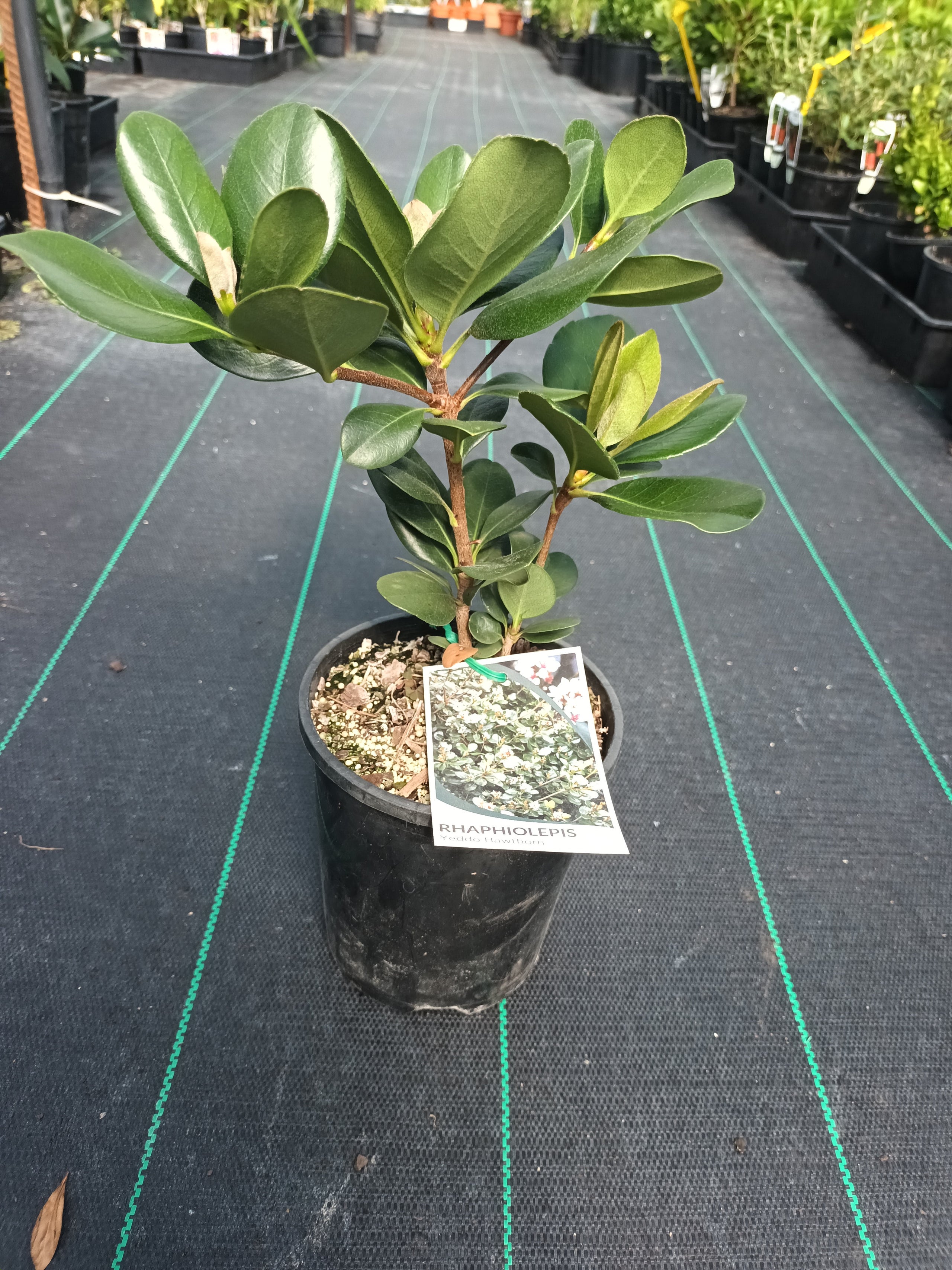 Rhaphiolepis Indian Hawthorn in 140mm Pot | Canberra Nursery & Garden ...