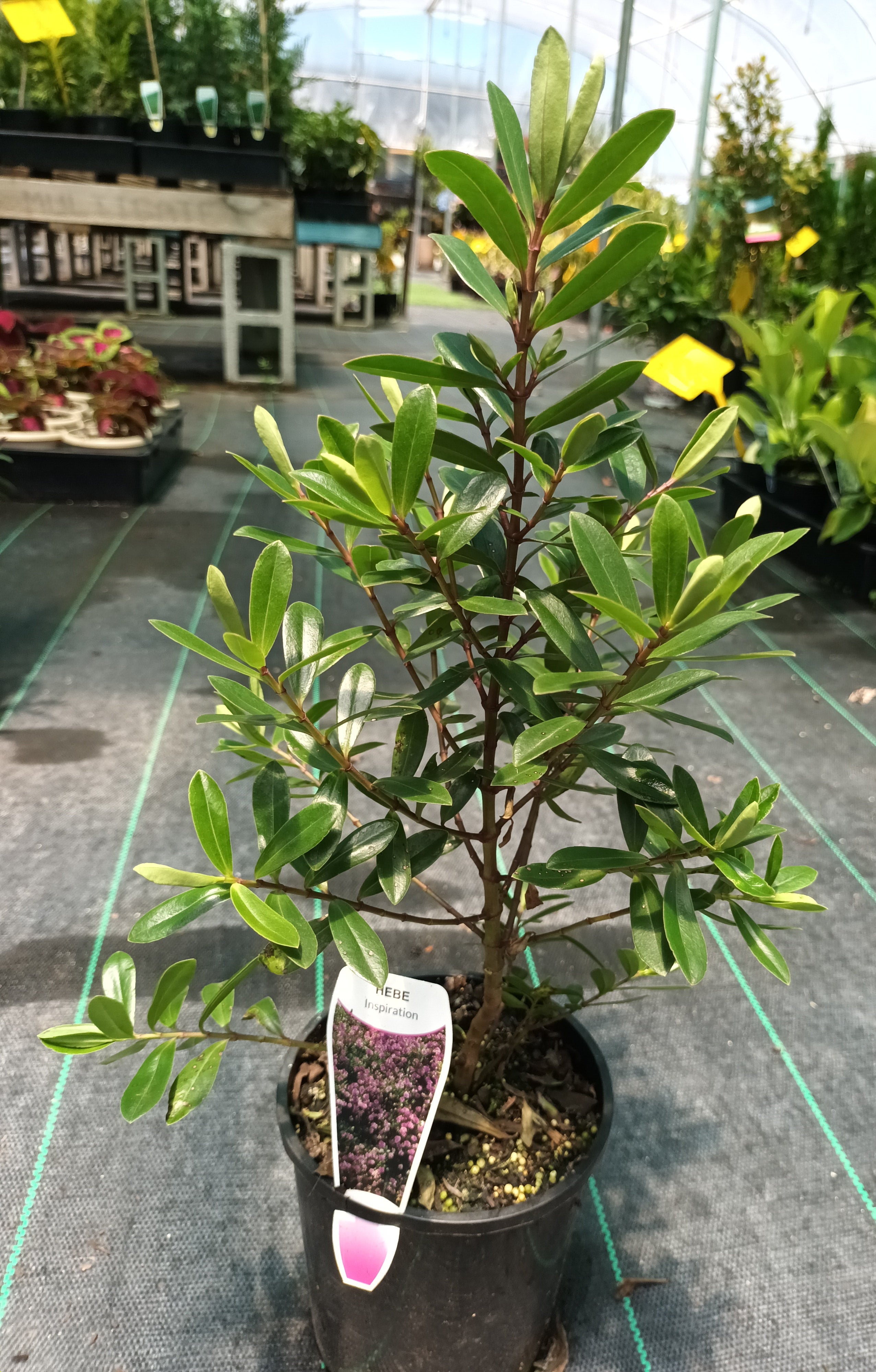 Hebe inspiration | Canberra Nursery & Garden Centre