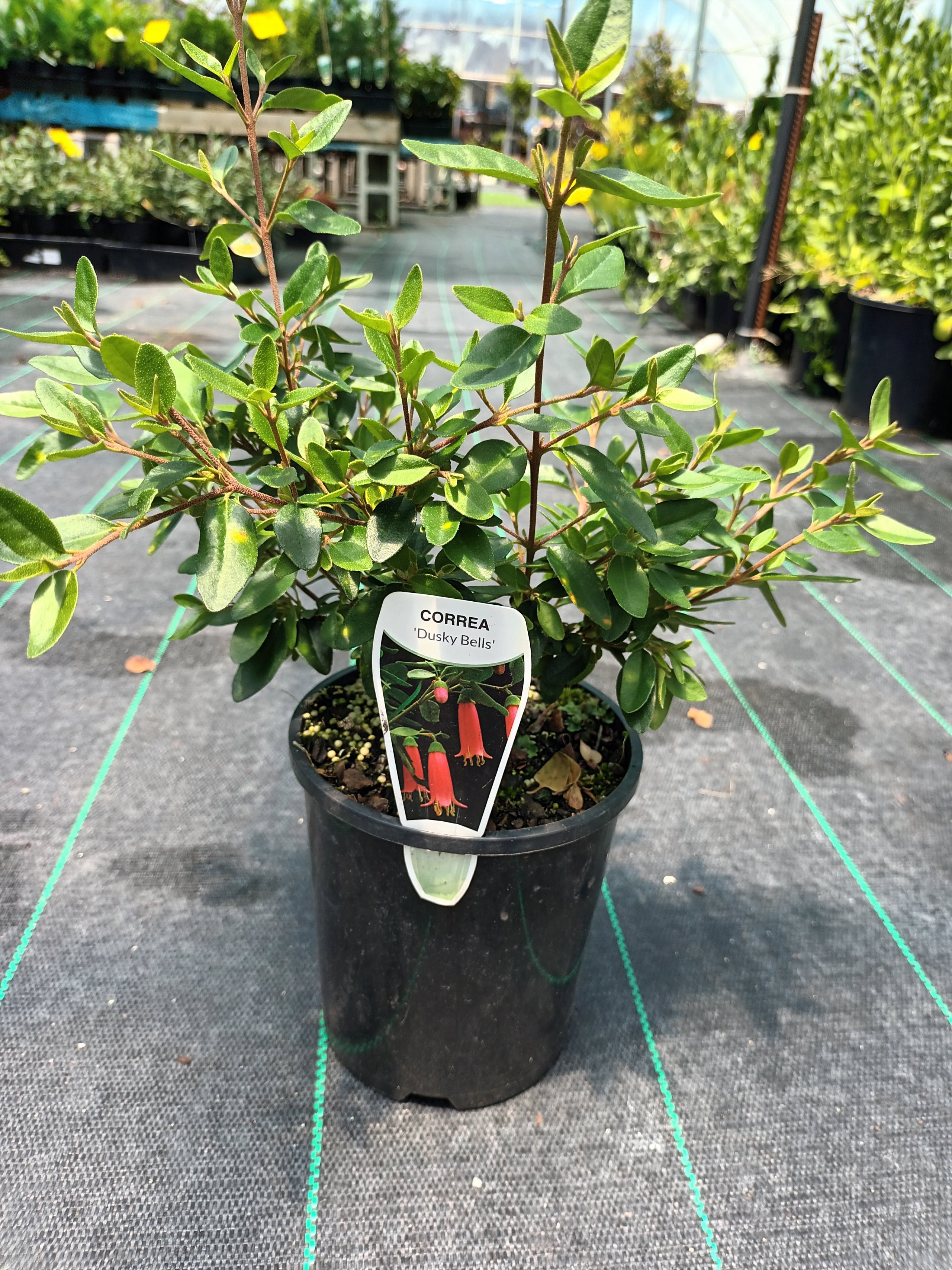 Correa dusky bell in 140mm Pot | Canberra Nursery & Garden Centre