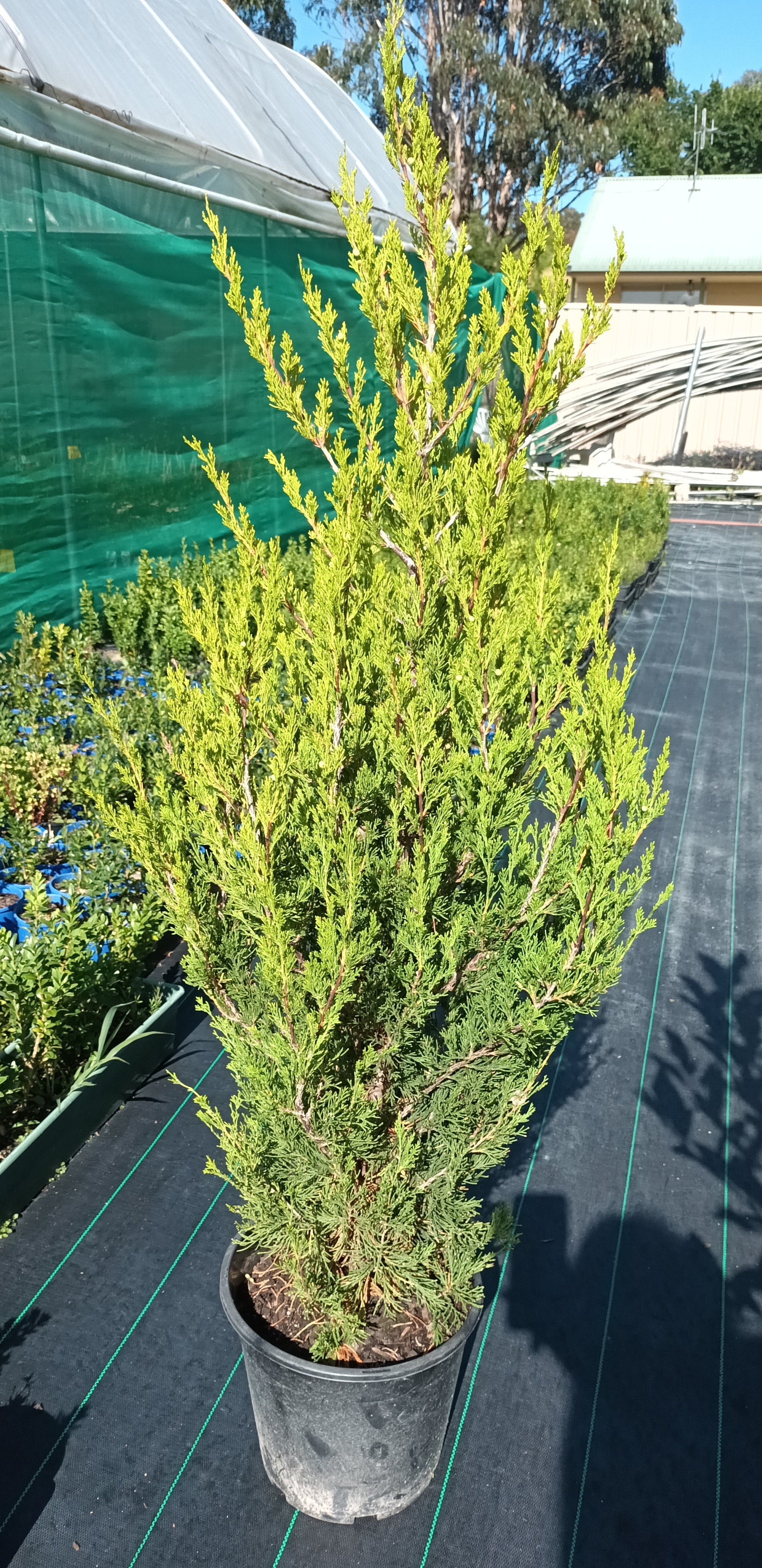 Juniperus chinesis spartan in 10” pot | Canberra Nursery & Garden Centre