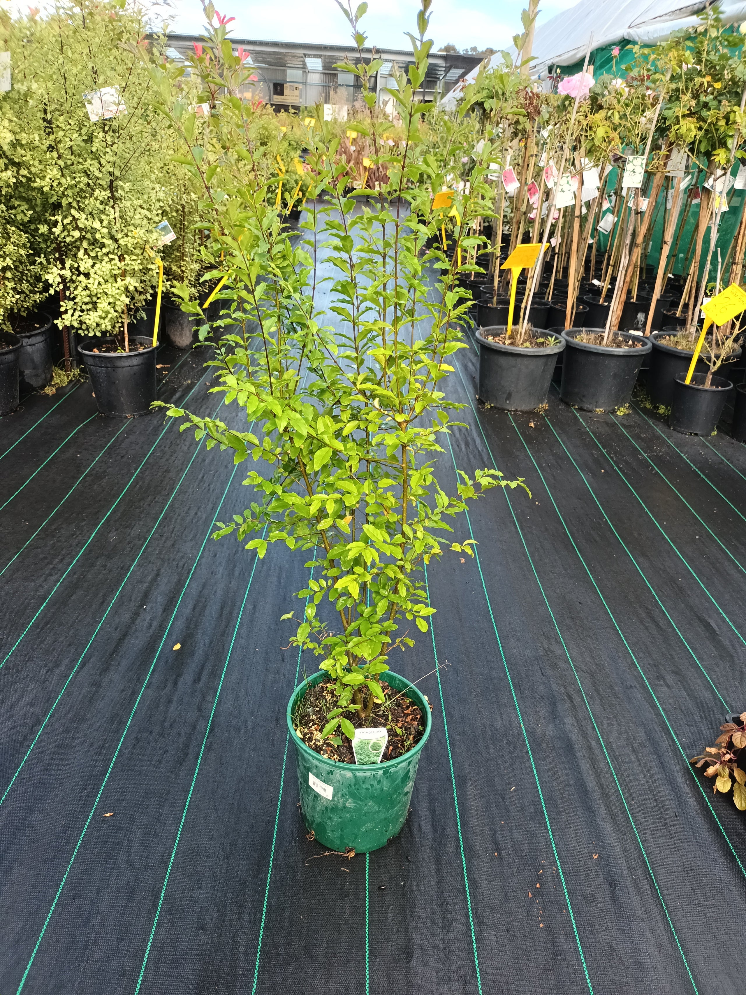 Ligustrum box leaved privet in 200mm Pot | Canberra Nursery & Garden Centre