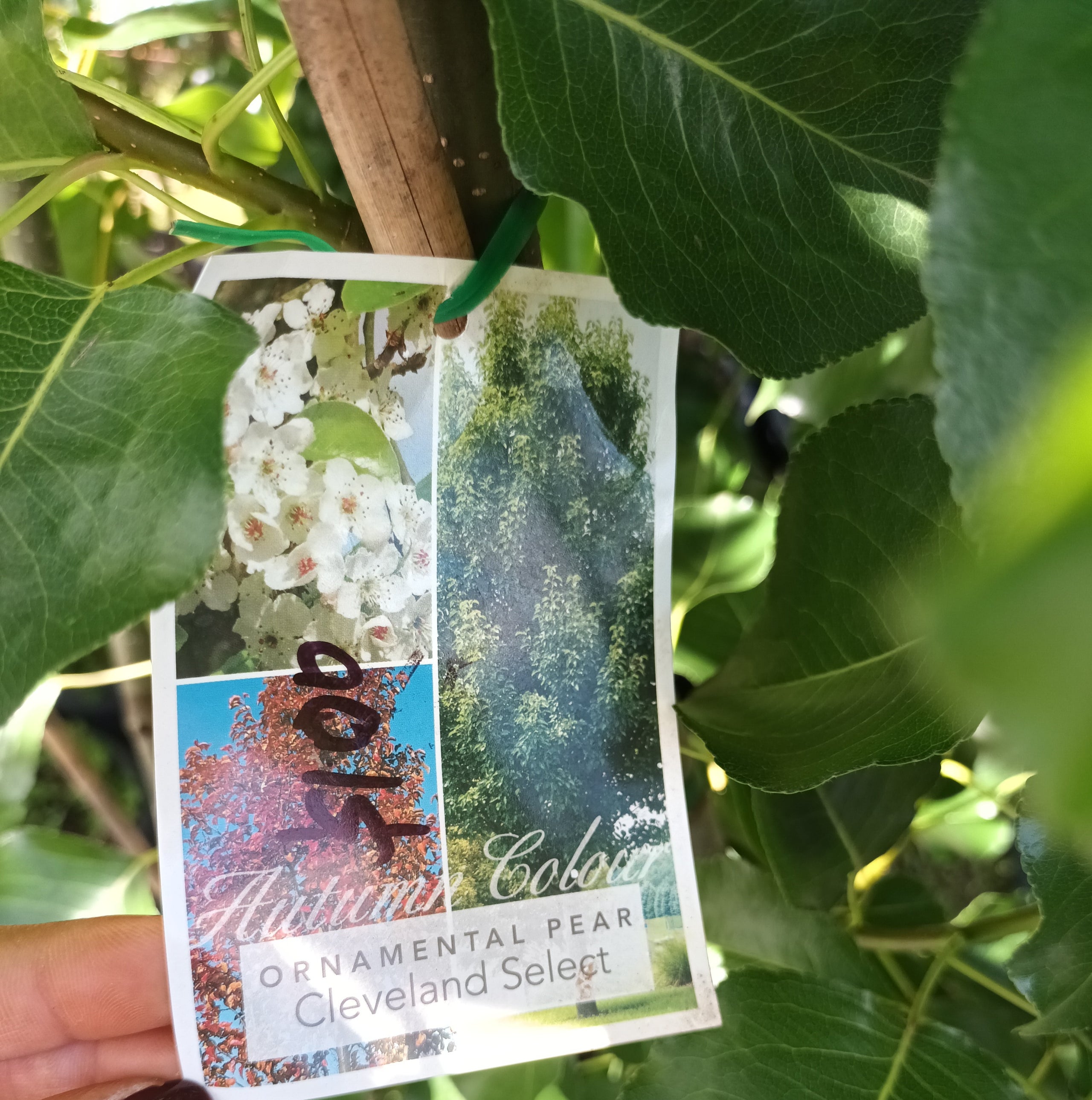 Cleveland select ornamental pear 330cm Pot | Canberra Nursery & Garden ...