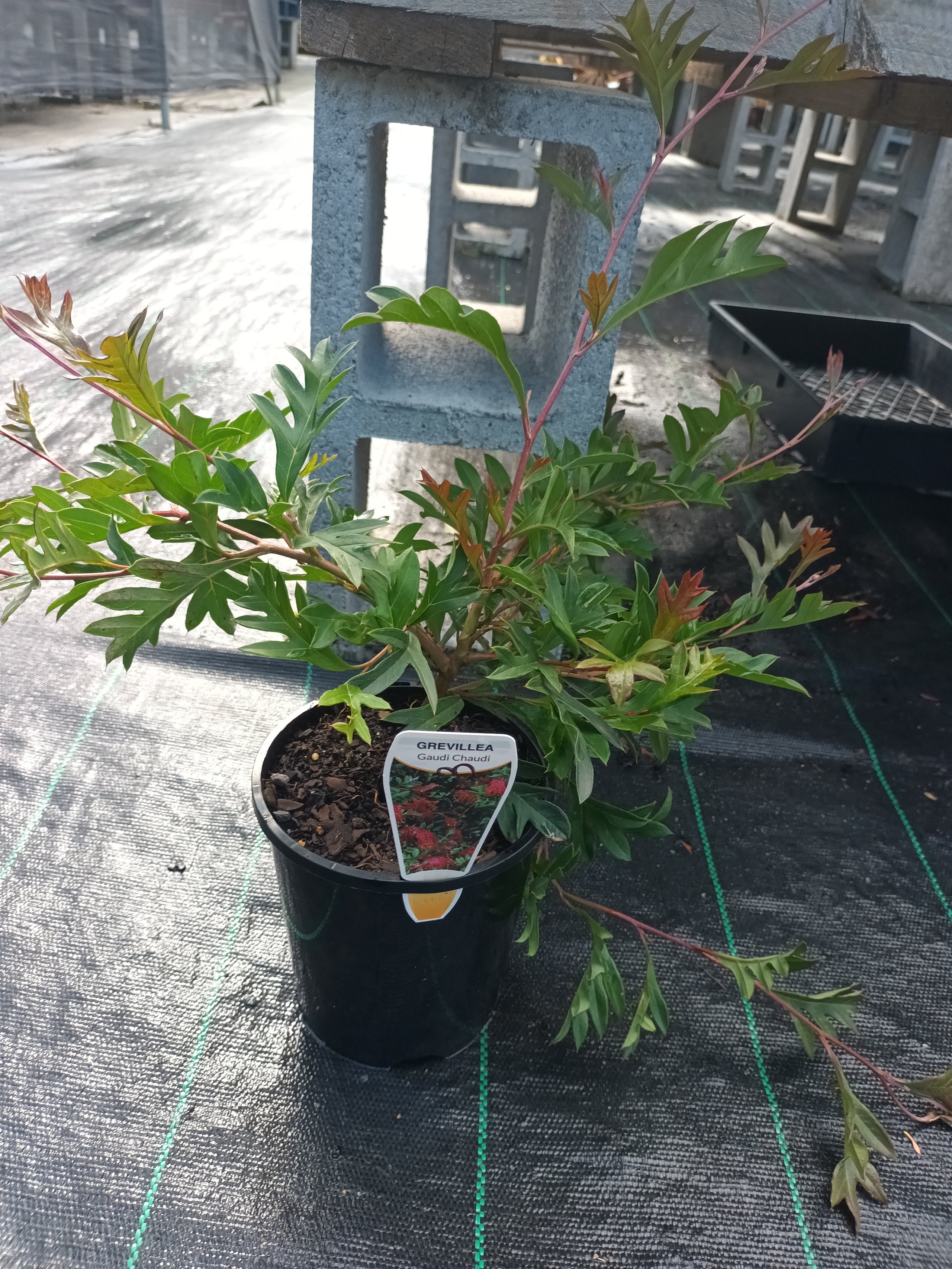 Grevillea Gaudi Chaudi in 140mm Pot | Canberra Nursery & Garden Centre