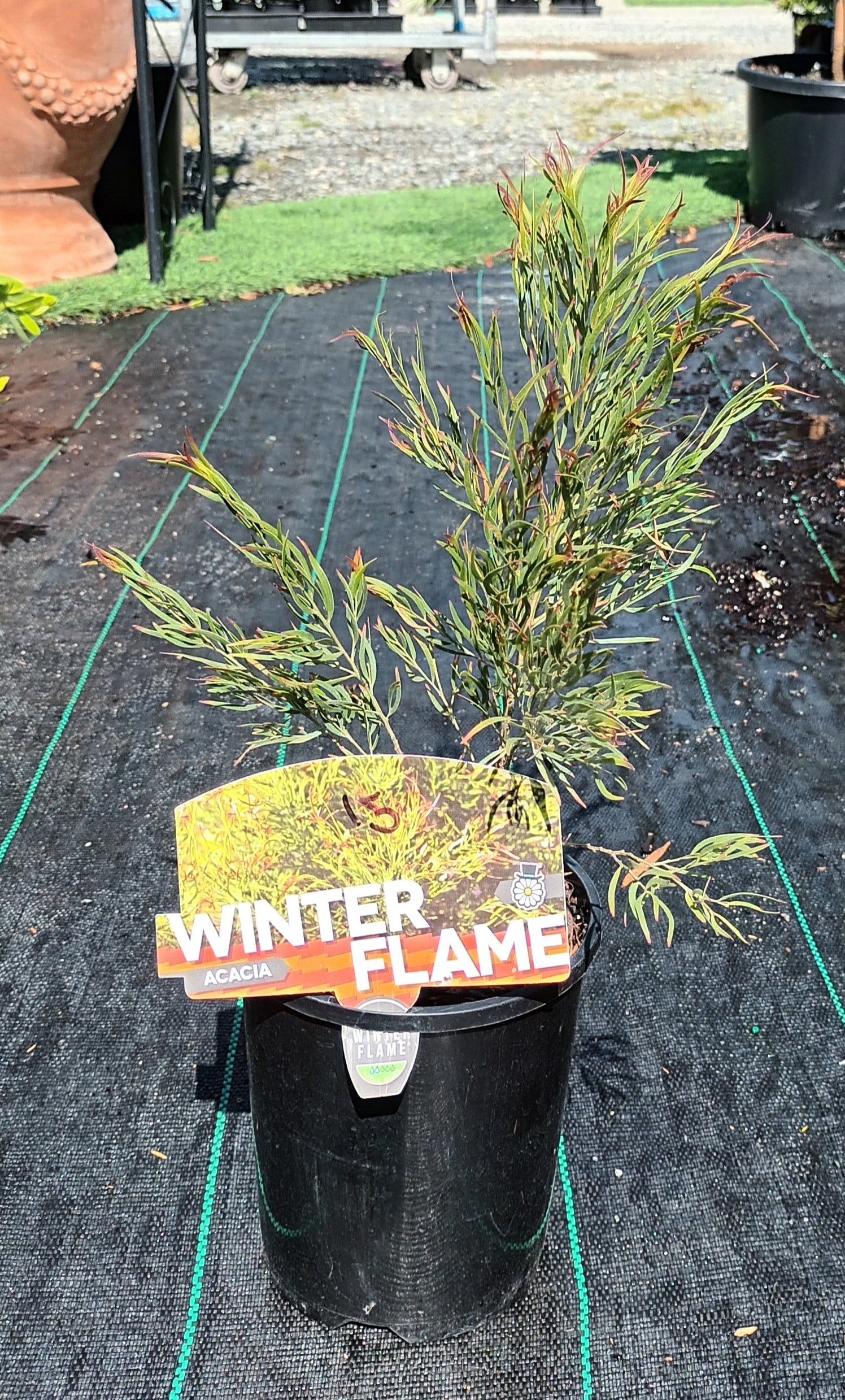 Acacia Winter Flame in 140mm Pot | Canberra Nursery & Garden Centre