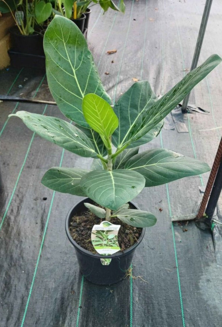 Ficus Audrey in 200mm Pot | Canberra Nursery & Garden Centre