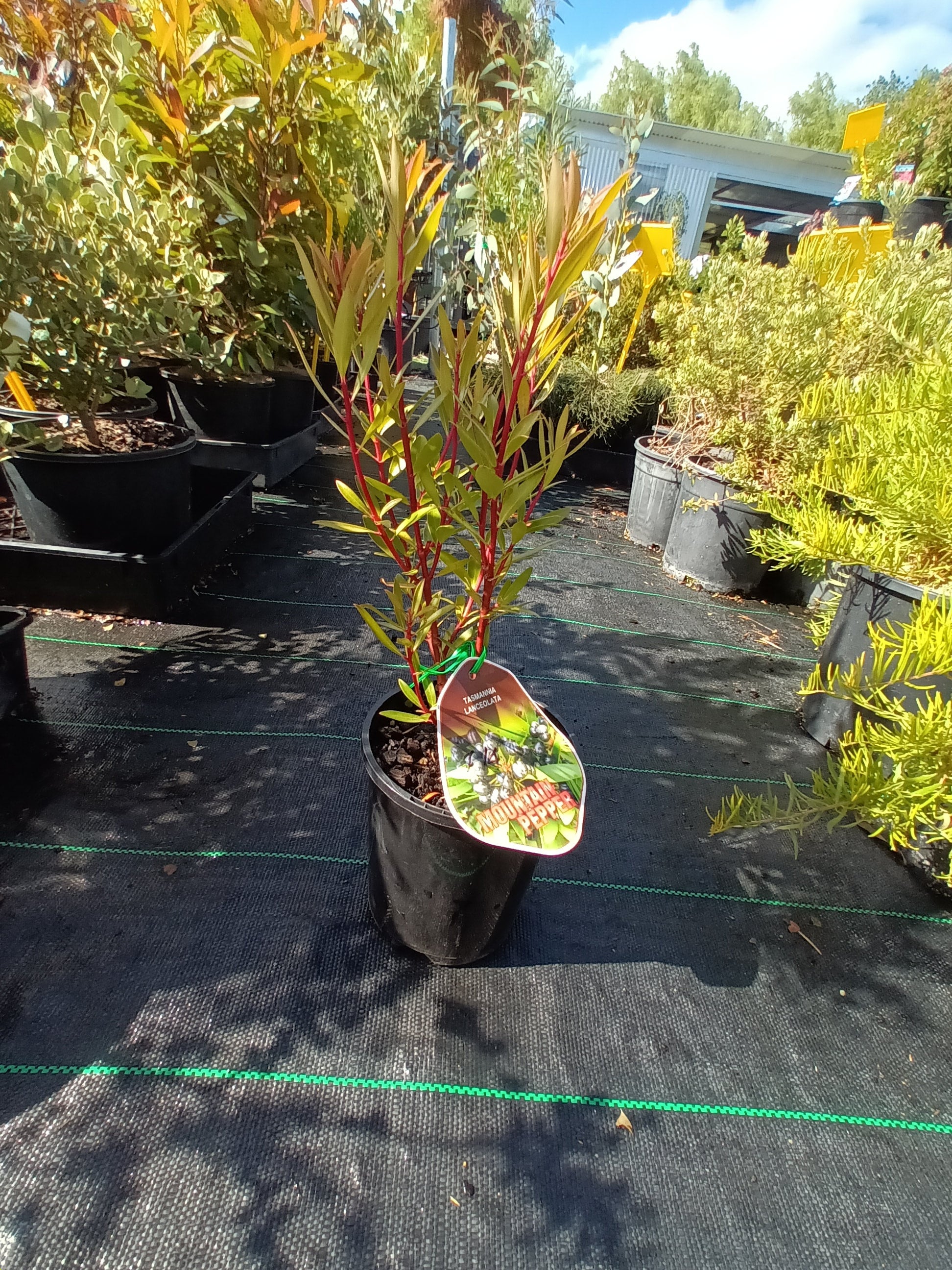 Mountain Pepper (Tasmannia Lanceolata) in 140mm Pot | Canberra Nursery ...