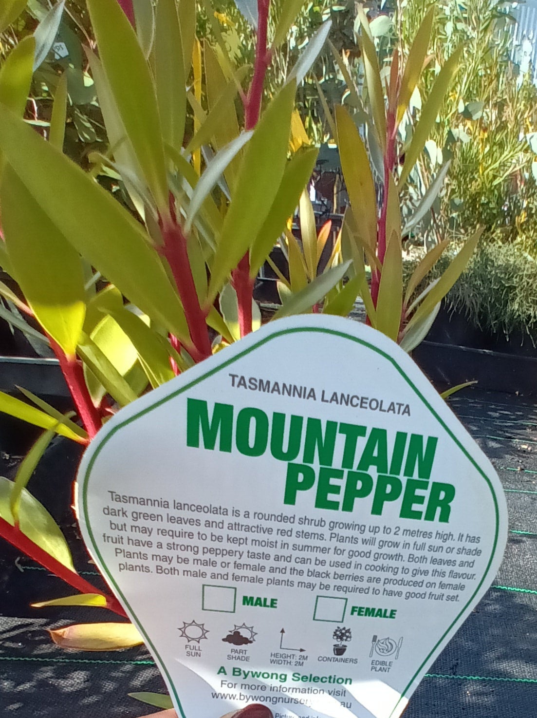 Mountain Pepper (Tasmannia Lanceolata) in 140mm Pot | Canberra Nursery ...
