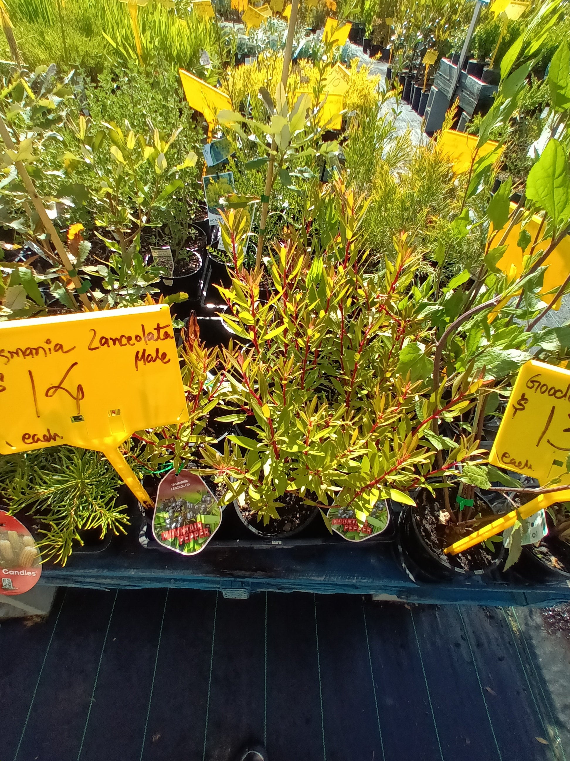 Mountain Pepper (Tasmannia Lanceolata) in 140mm Pot | Canberra Nursery ...