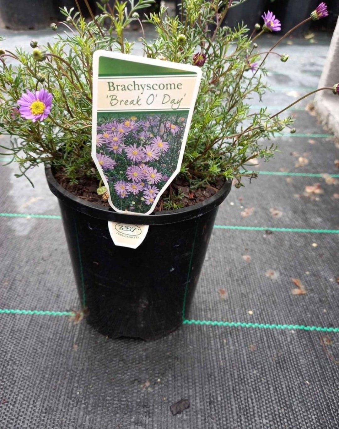 Brachyscome Multifida in 140mm Pot | Canberra Nursery & Garden Centre