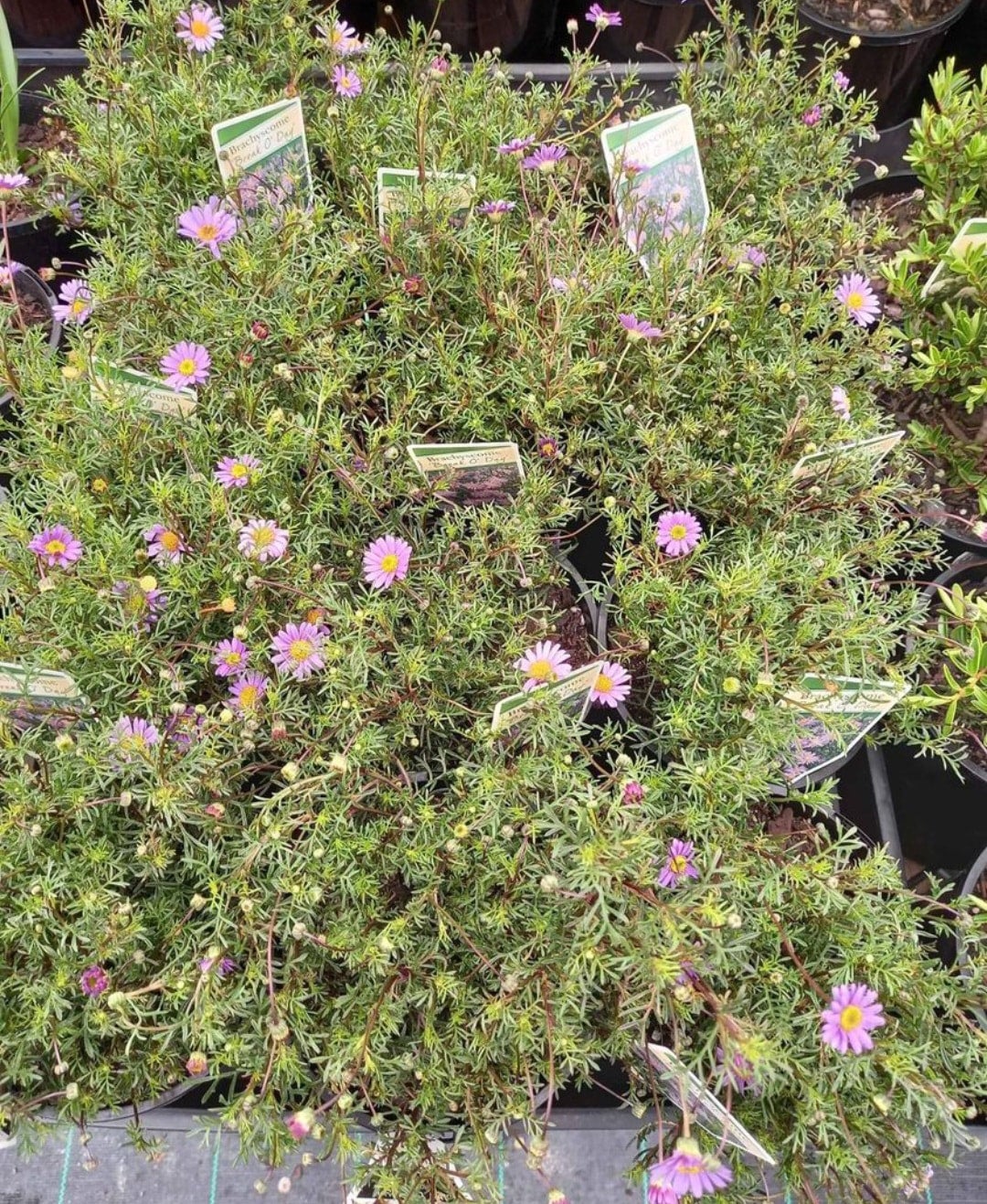 Brachyscome Multifida in 140mm Pot | Canberra Nursery & Garden Centre
