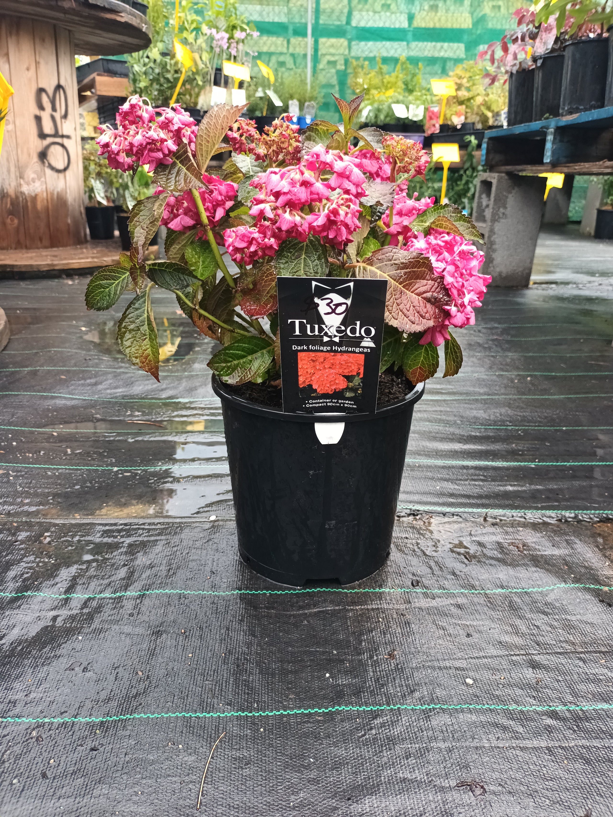 Hydrangea Tuxedo | Canberra Nursery & Garden Centre