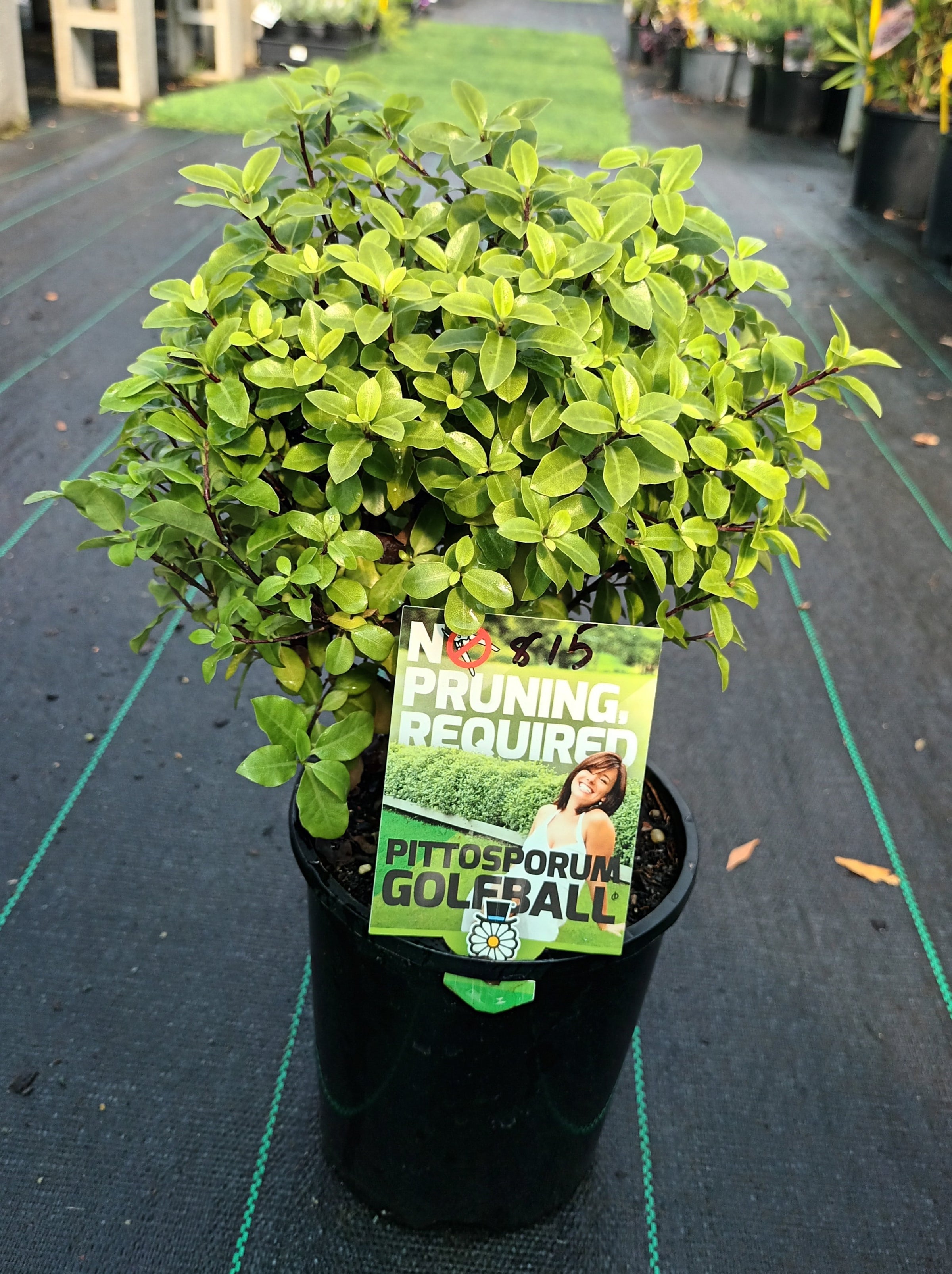 Golf Ball Pittosporum in 140mm Pot | Canberra Nursery & Garden Centre