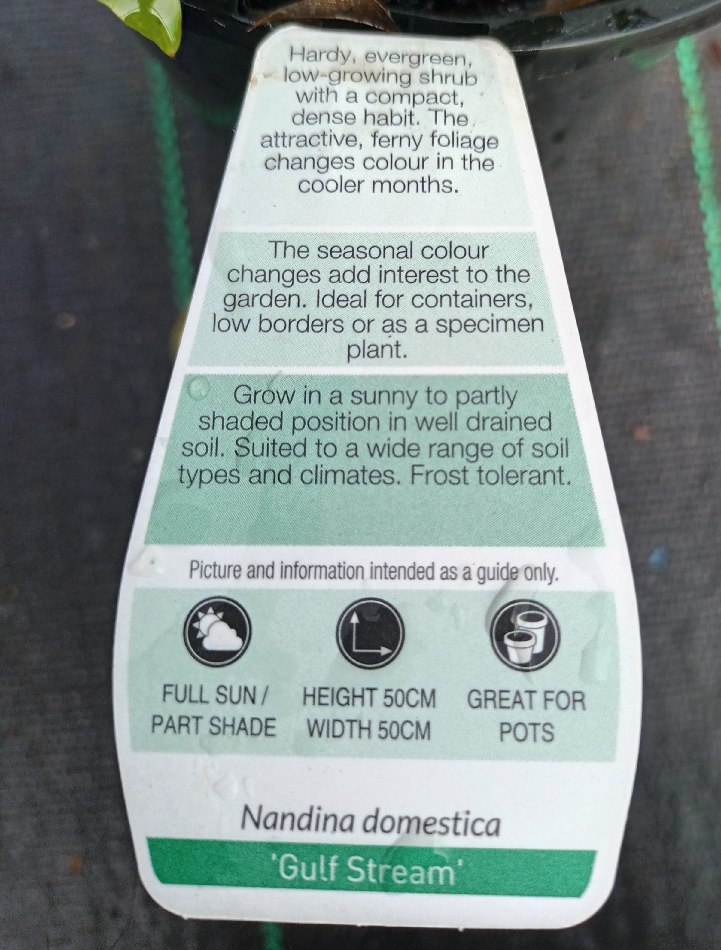 Nandina Gulf Stream in 140mm Pot | Canberra Nursery & Garden Centre