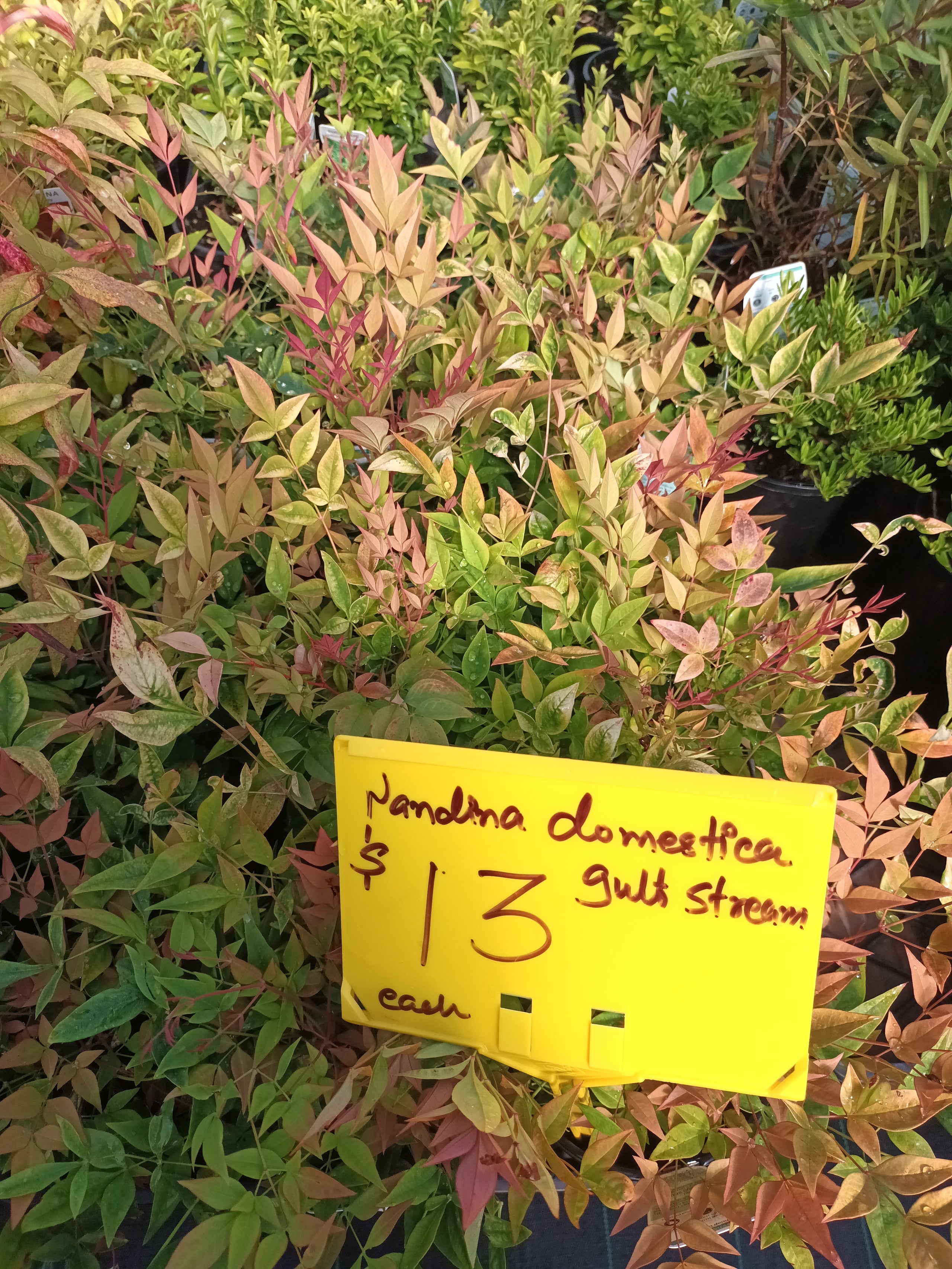 Nandina Gulf Stream in 140mm Pot | Canberra Nursery & Garden Centre