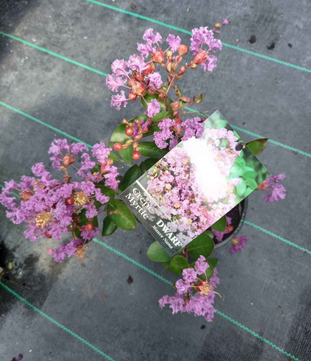 Dwarf Crepe Myrtle in 140mm Pot | Canberra Nursery & Garden Centre