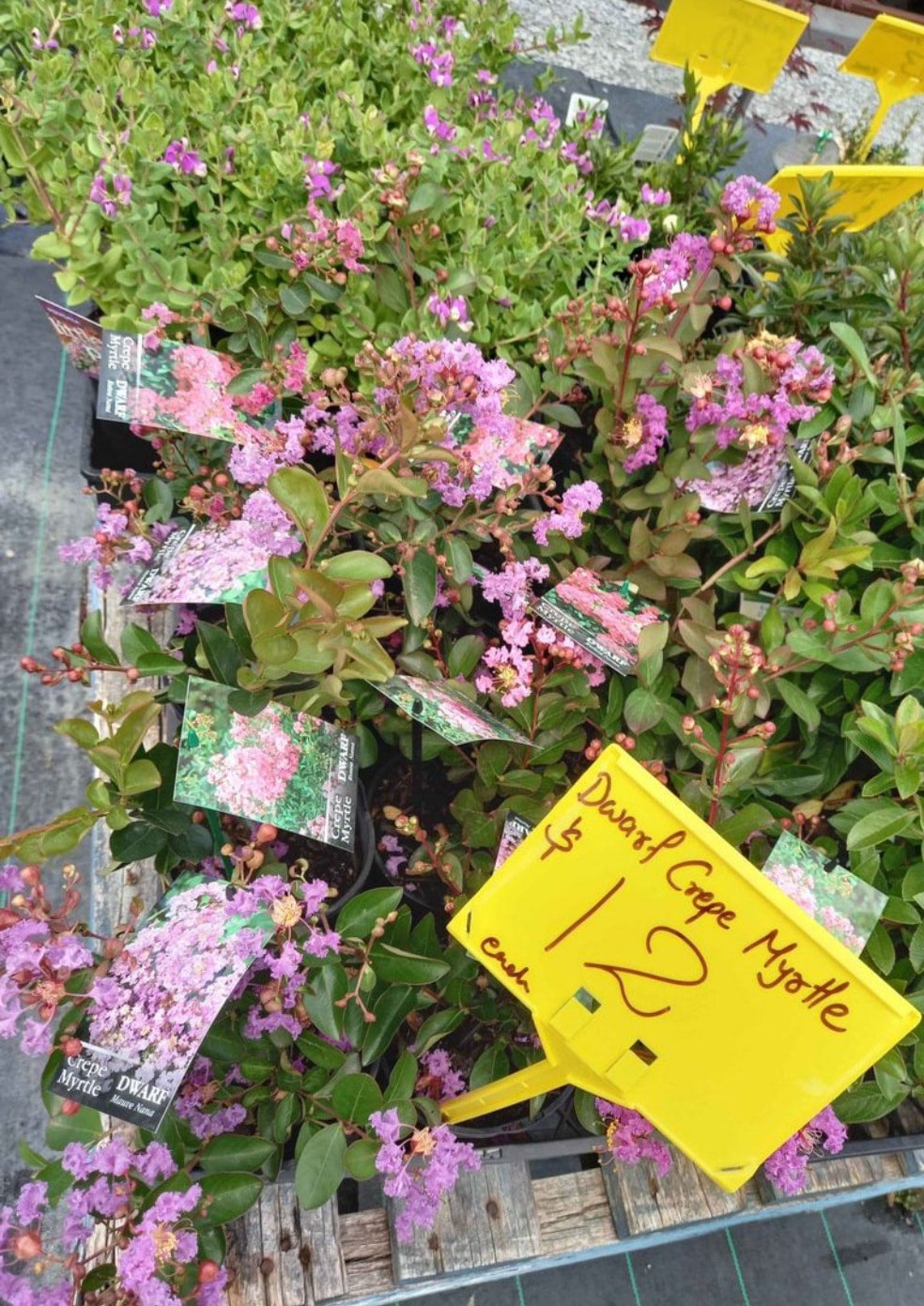 Dwarf Crepe Myrtle in 140mm Pot | Canberra Nursery & Garden Centre