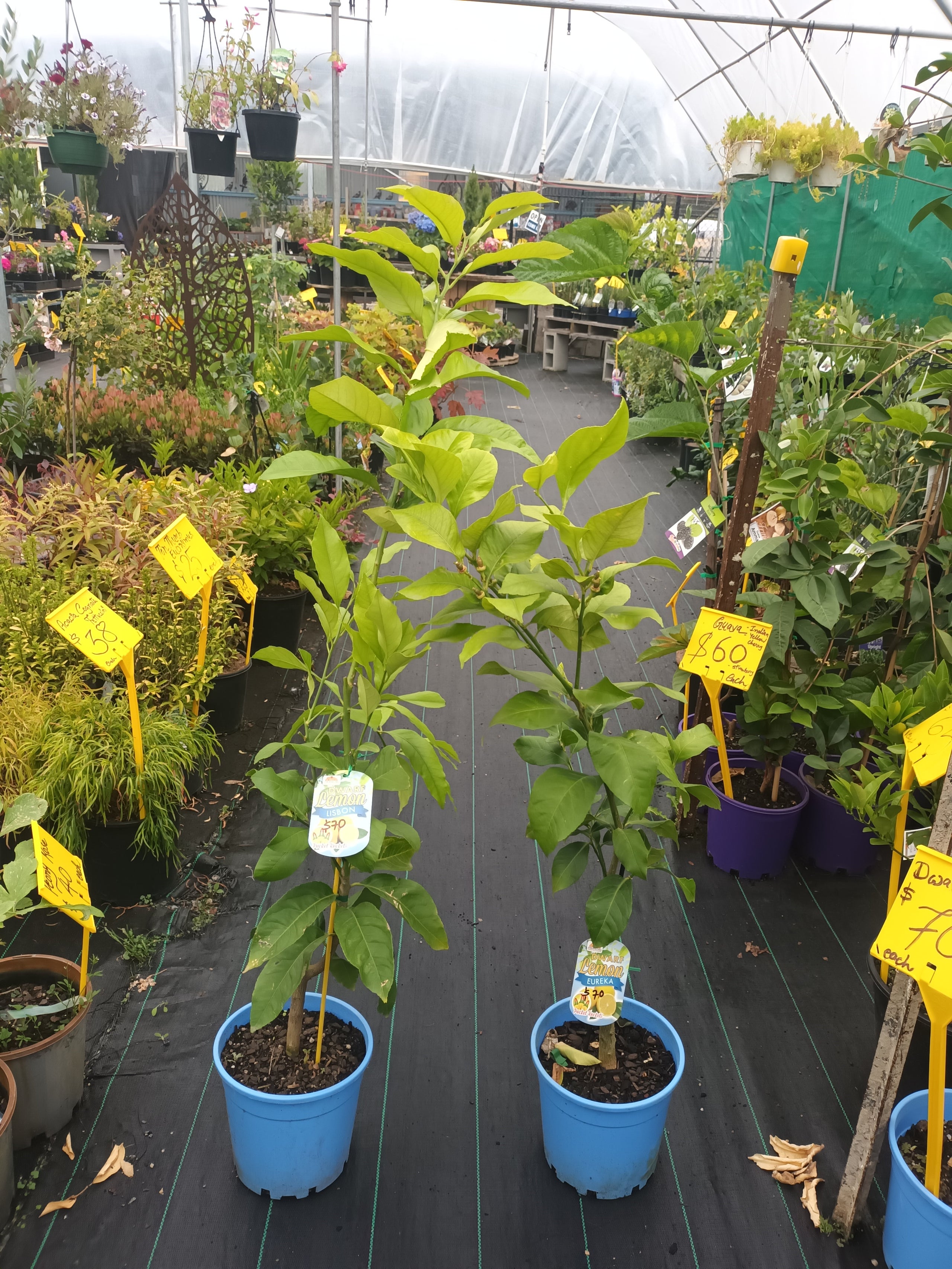 Dwarf Grafted Lemon Eureka Lisbon Meyer In 200mm Pot Canberra