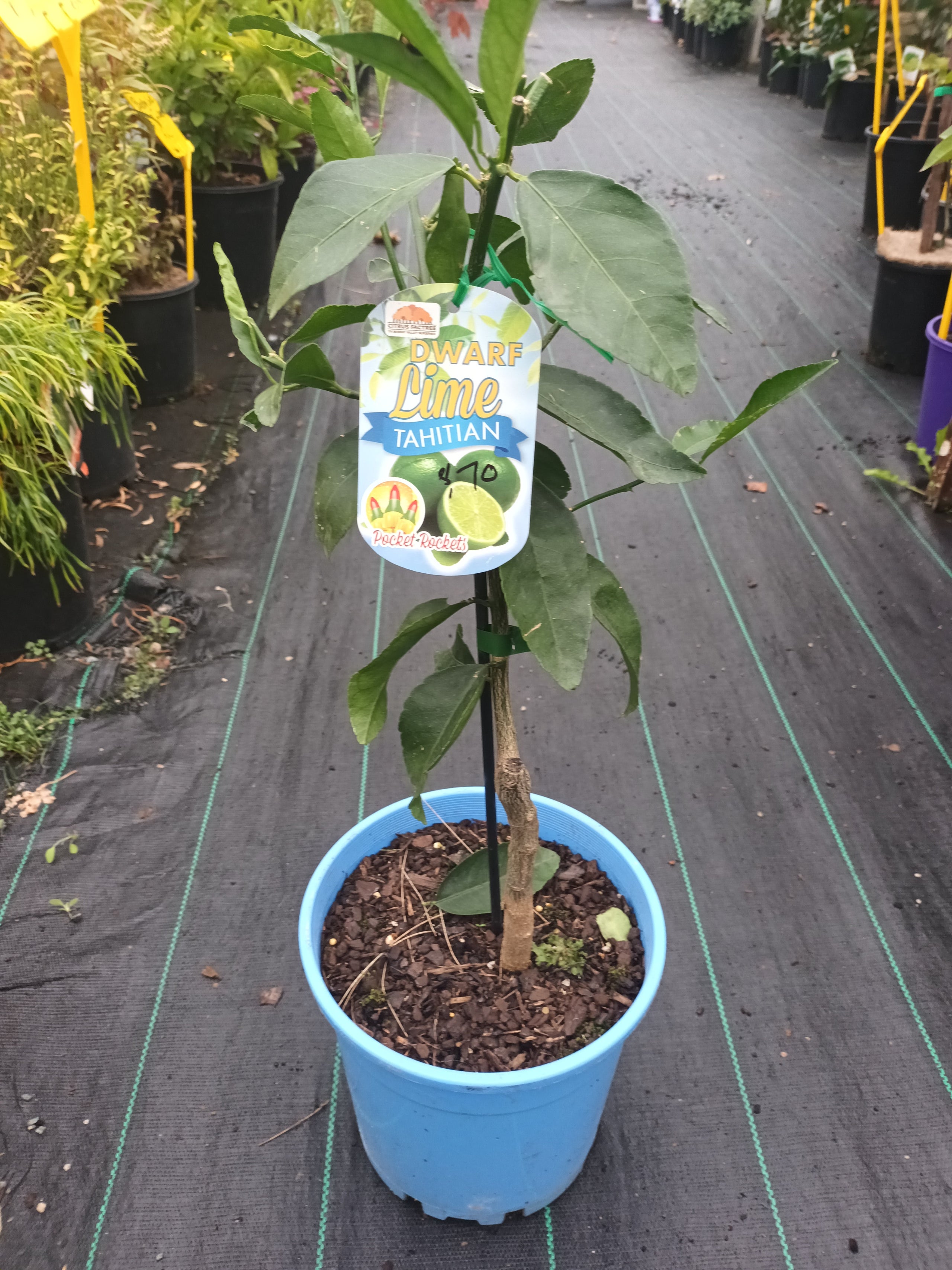 Dwarf Lime Tahitian in 200mm Pot | Canberra Nursery & Garden Centre