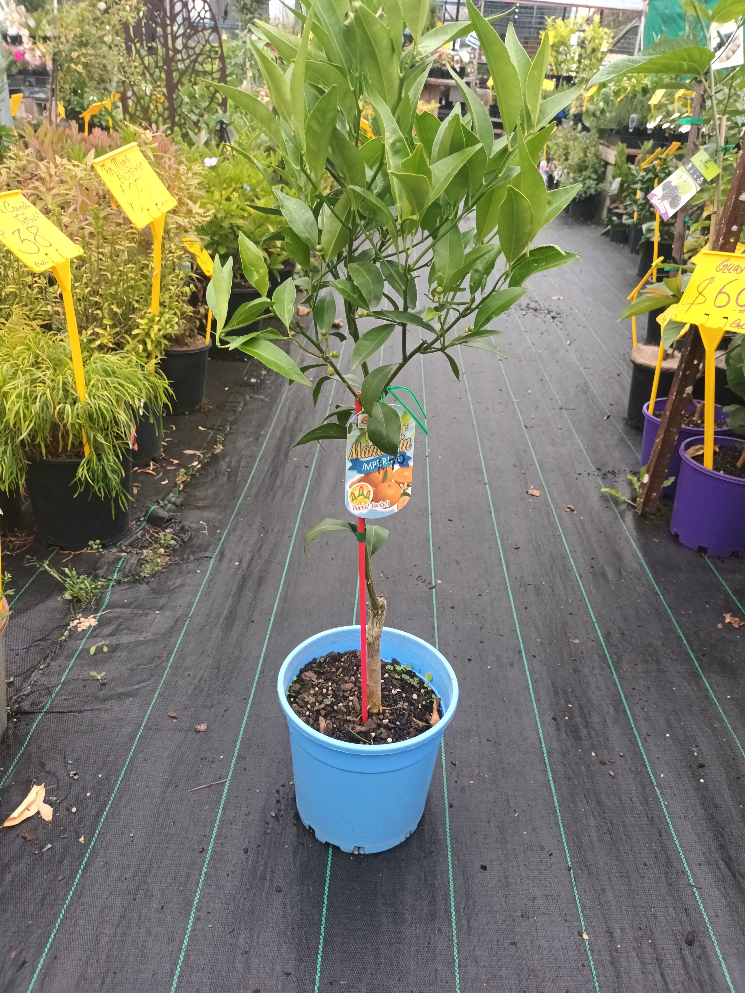 Dwarf Mandarin Imperial in 200mm Pot | Canberra Nursery & Garden Centre