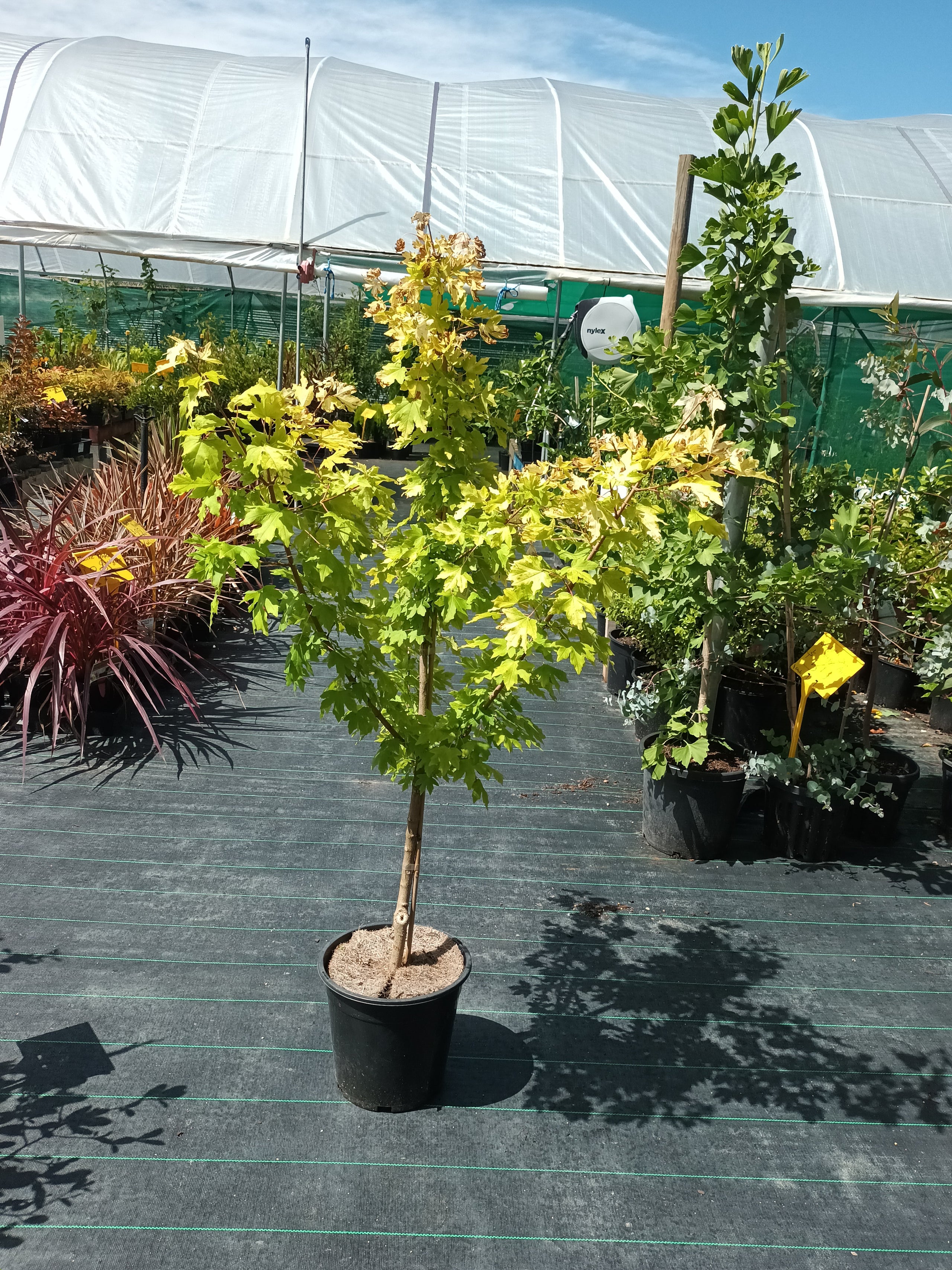 Golden field Maple | Canberra Nursery & Garden Centre