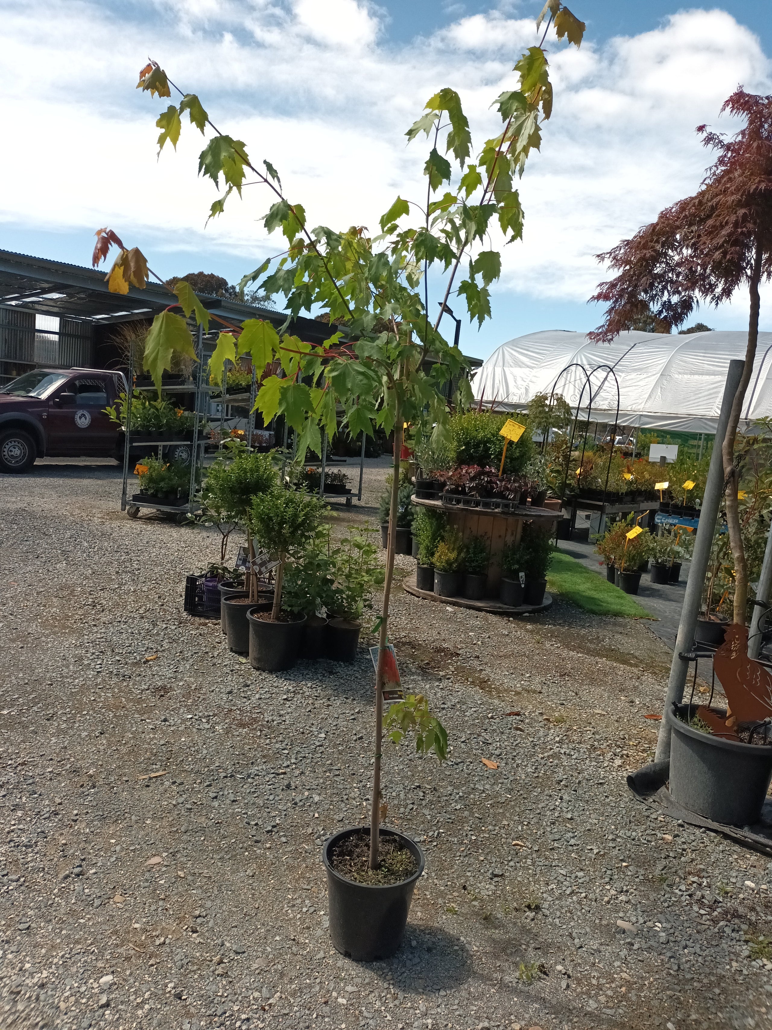 Enhance Your Garden with Beautiful Maples: Buy Now at Canberra Nursery ...