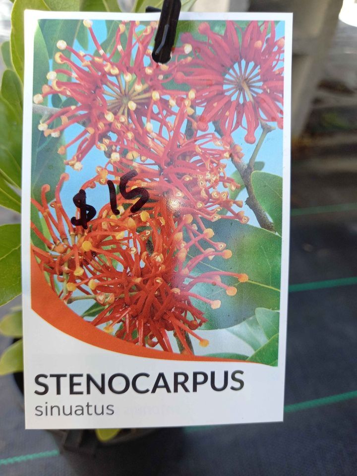 Wheel of Fire Tree in 140mm Pot | Canberra Nursery & Garden Centre