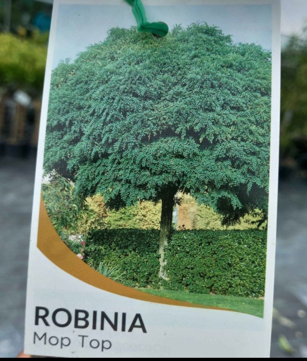 Robinia Moptop in 33cm Pot | Canberra Nursery & Garden Centre