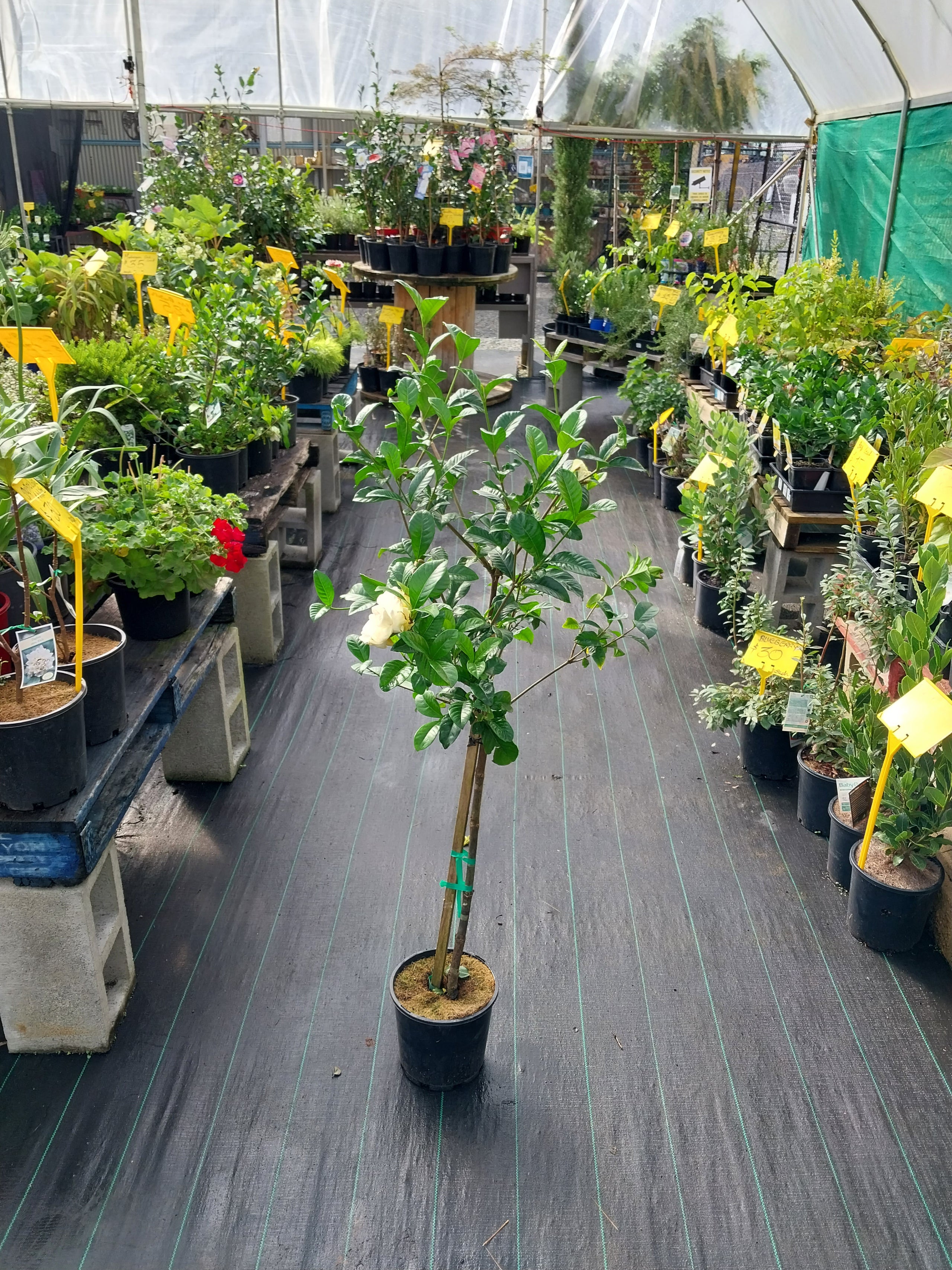 Standard Gardenia in 300mm Pot | Canberra Nursery & Garden Centre